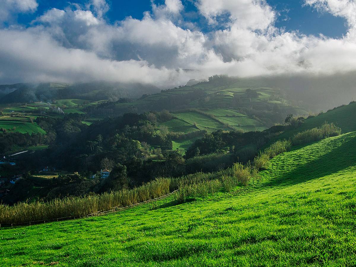 Azorean Tea